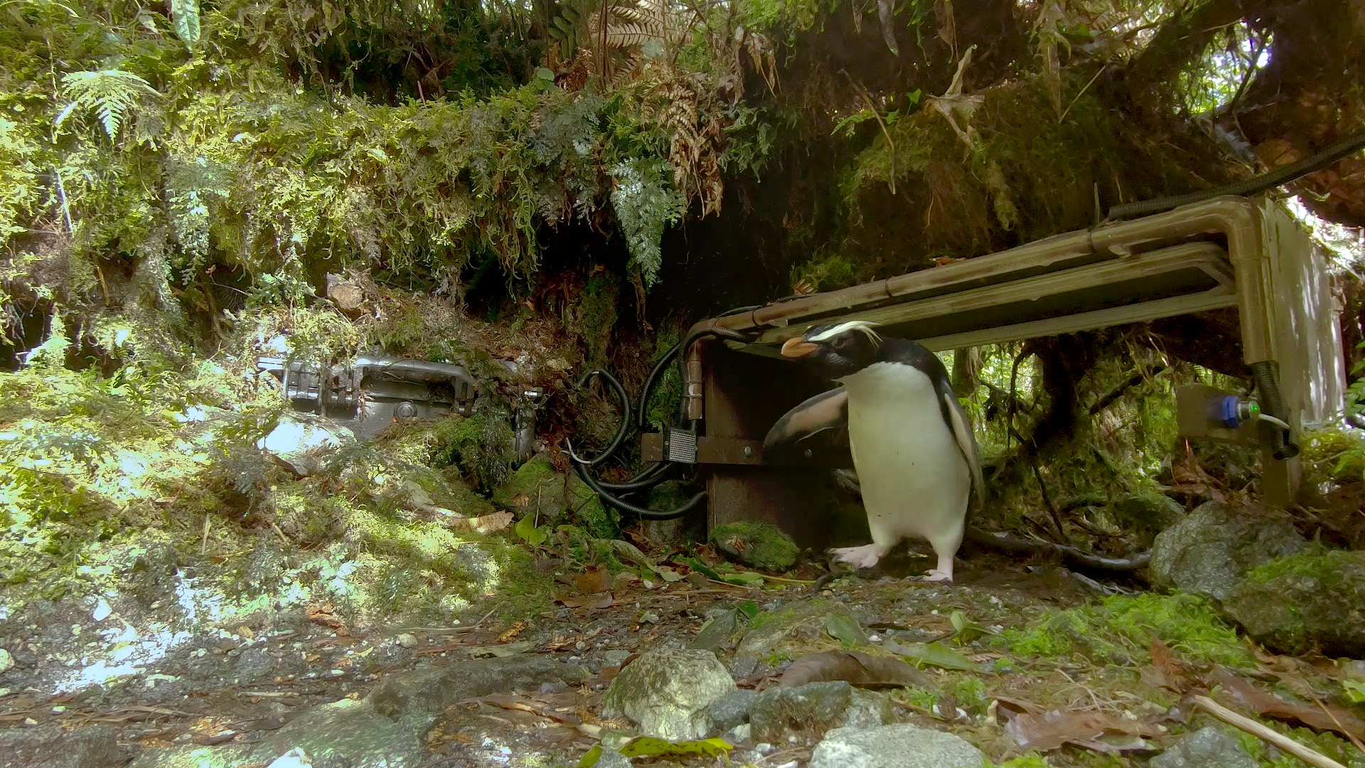 Penguin populations – The Tawaki Project