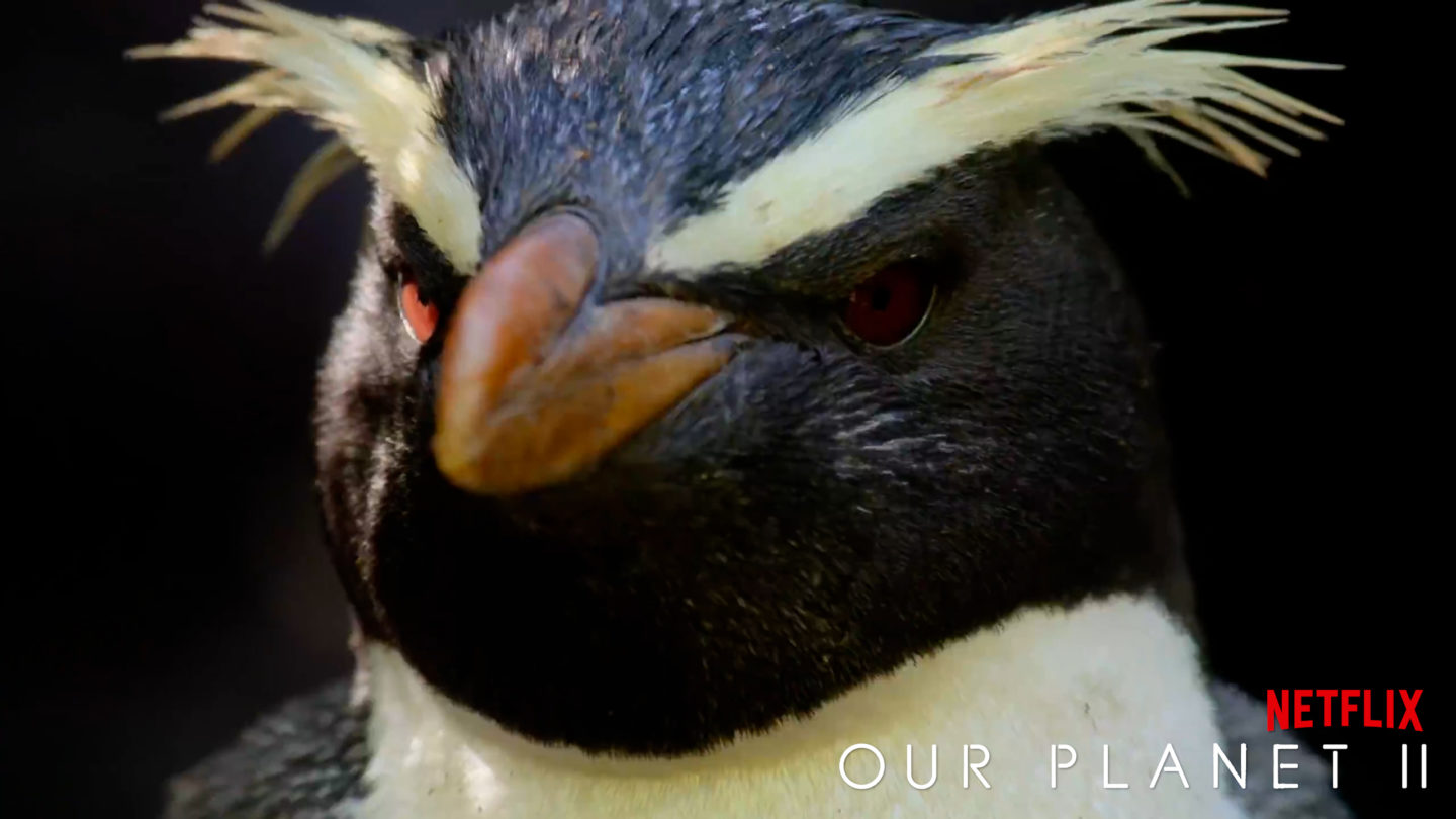 “Tawaki, the Jungle Penguin” – The Tawaki Trust